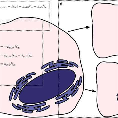 Overview Of The Processes That Govern Nanoparticle Uptake