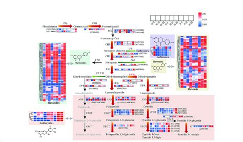 Metabolic Pathway For Flavonoid Biosynthesis And Putative Download Scientific Diagram
