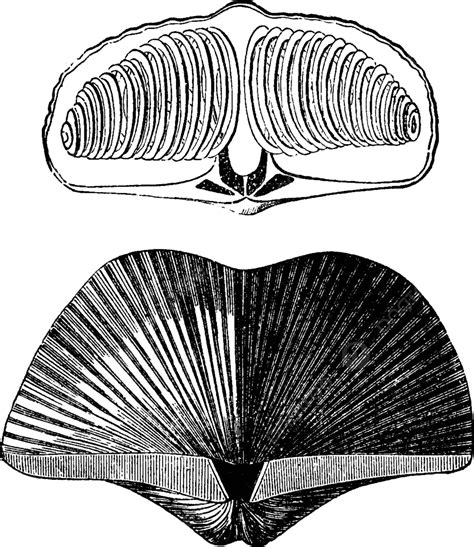 Brachiopod Drawing