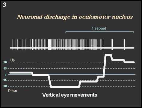 Slide Show The Neural Control Of Visually Guided Eye Movements B 1