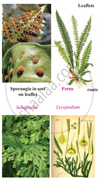 Pteridophytes Structure