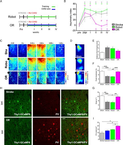 Combining Optogenetic Stimulation And Motor Training Improves