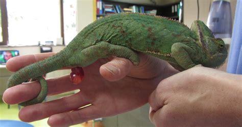 Спешни случаи Влечуги и Птици Exotic Vet Dr Melinda De Mul