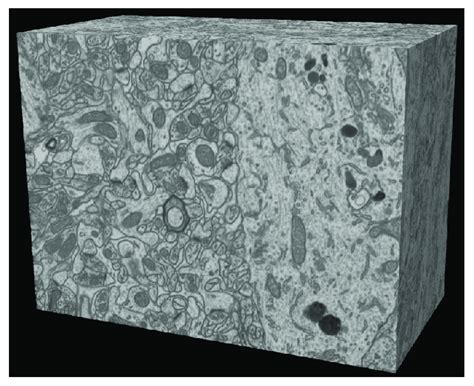 Raw Dataset 2048 × 1536 × 1065 Vx Download Scientific Diagram