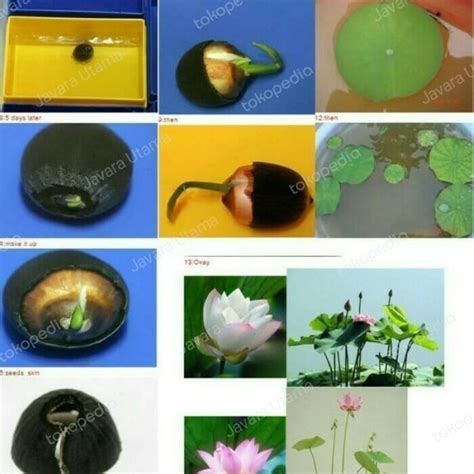 Jual Java Seeds Biji Bunga Lotus Biji Teratai Lotus Mini Biji Lotus 25 Butir Ditanam Dalam