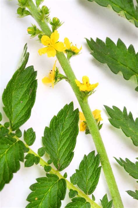 Bach Flower Essence Agrimony Agrimonia Eupatoria