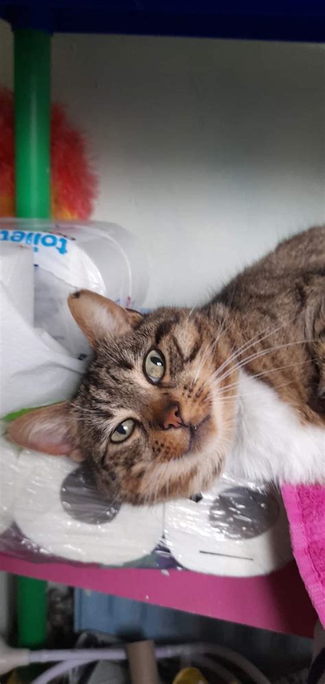 Say Henlo To Gfs Cat Bubbles Catsoftwitter Cute Rbutterjack