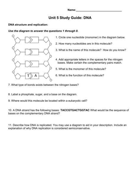 DNA Study Guide Structure Replication Mutations