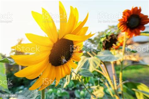 꿀벌과 꽃 해질녘 에 꽃가루를 모으는 꿀벌이있는 장식 해바라기 밭 여름과 봄 배경 0명에 대한 스톡 사진 및 기타 이미지 0명 개화기 곤충 Istock