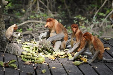 Premium Photo Proboscis Monkey