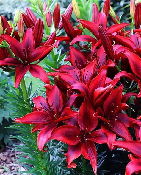 Лилия "Блэк Аут" (Black Out) 1 шт в упаковке - Луковицы - купить в ...