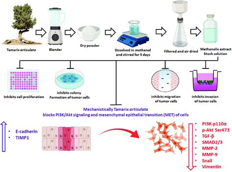 Schematic Diagram Showing The Stages Of Methanolic Extraction Of Ta And