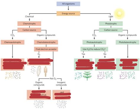 Diagram Of Classifying Organisms According To Their Source Of Energy 2 Quizlet