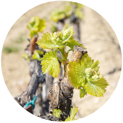 Settore Vitivinicolo Dalla Vigna Alla Bottiglia Sistemi Tre