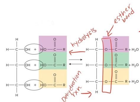 Lipids Lecture Set Flashcards Quizlet