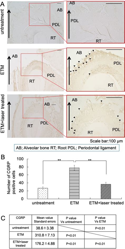 Cgrp Immunohistochemical Staining Immunohistochemical Analysis Of The Download Scientific