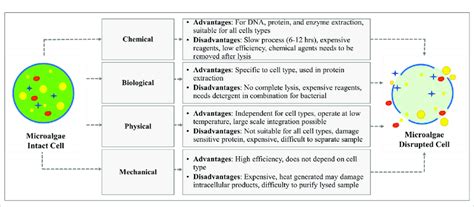 Advantages And Disadvantages Of Different Cell Disruption Techniques