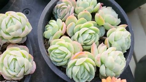 2023 01 다육이 단골집 농원 힐링다육 물방울다육이 축전 Youtube