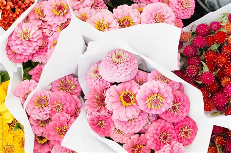 Pink Zinnia Flower Bouquets By Stocksy Contributor Kristin Duvall Stocksy