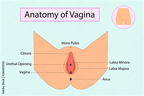 Anatomy Of Vagina Medical Vector Illuatration Isolated Stock Vector