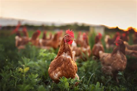 Identifying Doxycycline Hydrochloride And Tylosin In Chicken Using