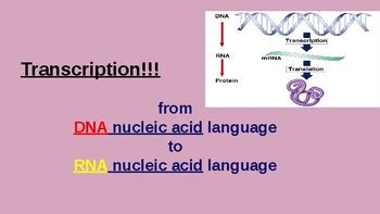 Transcription And RNA Processing Lecture Slides TPT