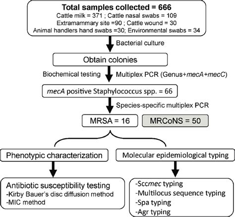 Study Flow Chart Illustrating The Events Involved In The Isolation And