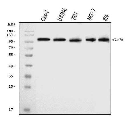Cd276 Antibodies And Elisa Kits B7 H3cd276 Proteins