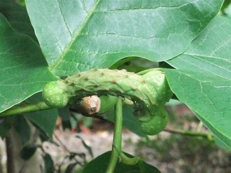 Secret Of Plant Sex Twins Sperm Cell Revealed The Mary Sue