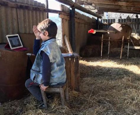 ფოტო კახეთიდან მოსწავლე ონლაინ გაკვეთილზე ძროხების სადგომიდან ერთვება