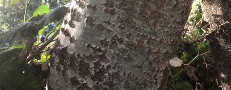 Designing With Tree Bark Part 1 Species Selection Landscape