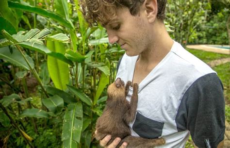 Costa Rican Rainforest Sloth