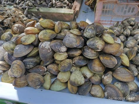 1031 Tingnan Presyo Ng Shells Sa Talipapa Sa Brgy San Manuel Ppc