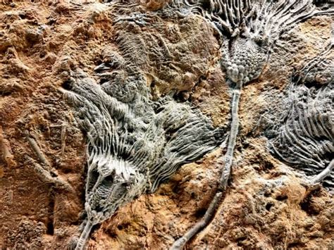 Class Crinoidea Fossil