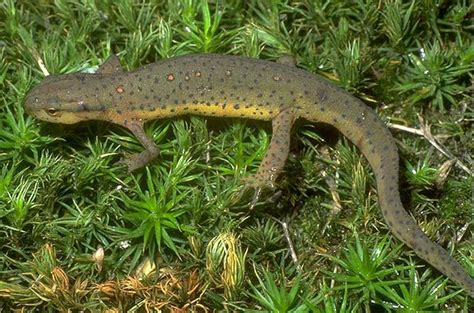 Adw Salamandridae Information