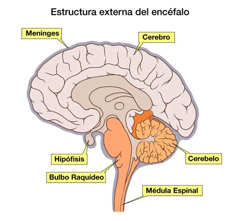Partes Del Encéfalo