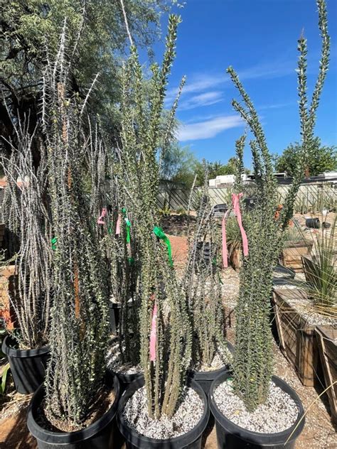 Ocotillo Cactus
