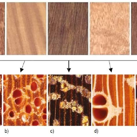 Microscopic Structure Cross Section Of Tropical Tree Species From