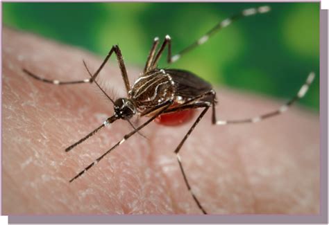 Invasive Aedes Mosquitoes Solano County Mosquito Abatement District