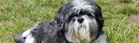 Shih Tzu Adulto Blanco Y Negro Shih Tzu Razas De Perros Purina