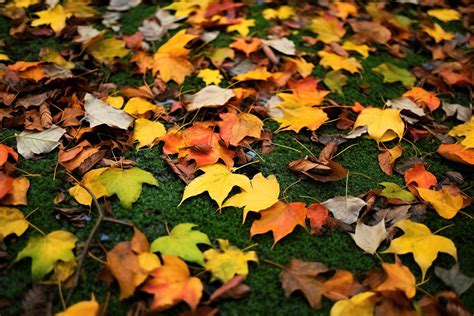 가을 단풍은 가을에 땅에 누워 떨어지다 계절 나뭇잎 배경 일러스트 및 사진 무료 다운로드 Pngtree