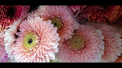 폼포니거베라 생화 인터넷꽃도매시장 생화택배 생화도매 인터넷꽃시장 인터넷꽃도매 장미대량구매 꽃 꽃다발 꽃도매 꽃시장 부산꽃시장 김해꽃시장 꽃쇼핑몰 김해꽃 부산꽃 꽃싸게사는법