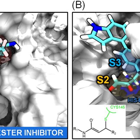 Observed Binding Modes Of Covalently Bound A Ester And B Acrylamide