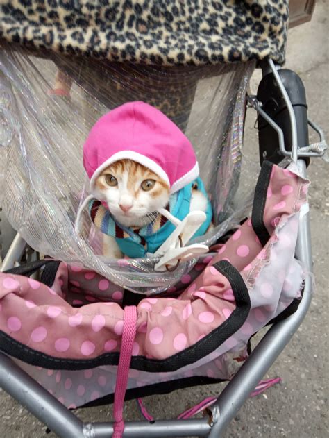 Котик | Пикабу