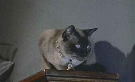 Pyewacket Familiar Spirit Alchetron The Free Social Encyclopedia