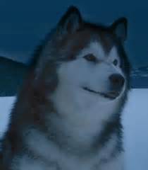 Talon Voice Snow Buddies Movie Behind The Voice Actors