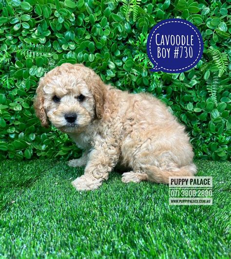 Cavoodle Cavapoo Toymini Poodle X Cavalier Boy I Have Also Had