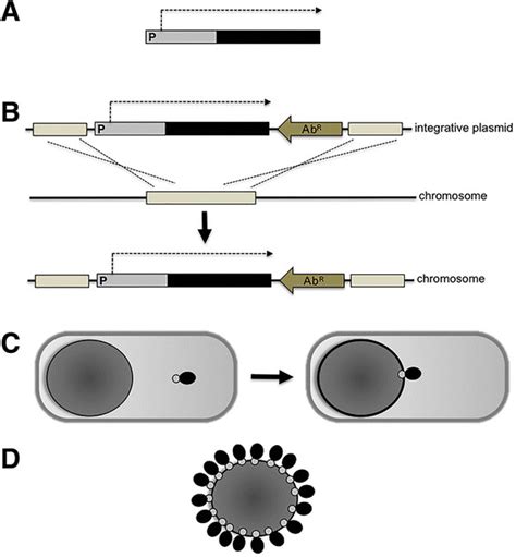 Strategy Of Recombinant Spore Surface Display A A Gene Fusion Is
