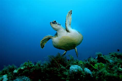 Ocean Ecosystem Topic Sentence