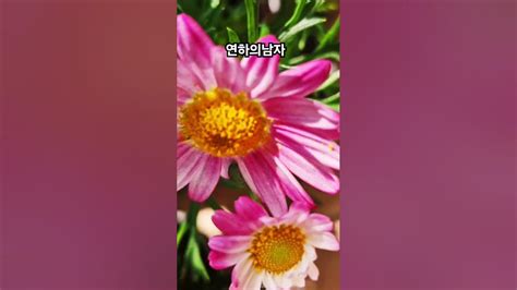 박서진연하의남자 Youtube